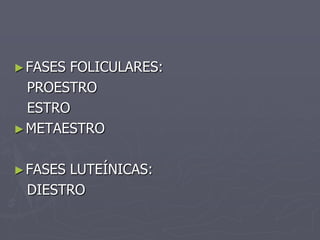 Ciclo estral de la vaca | PPTX