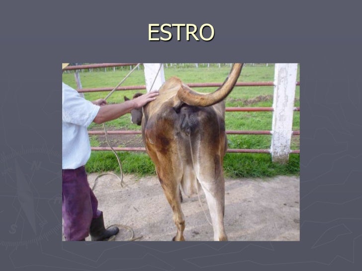 Ciclo estral de la vaca