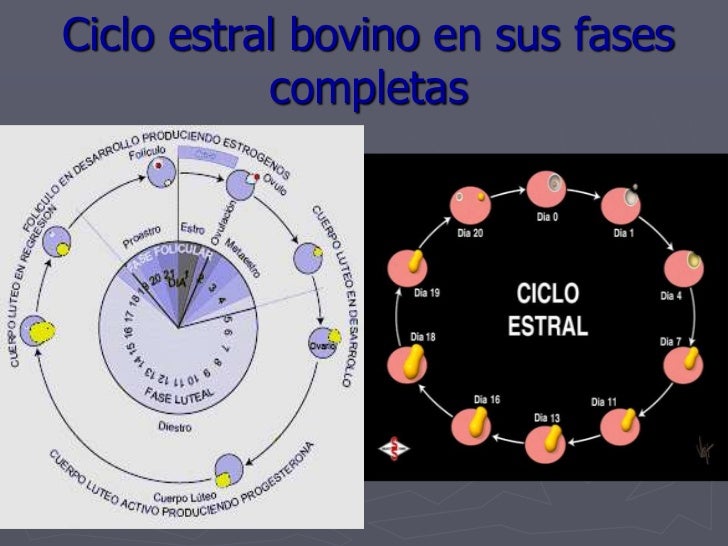 Ciclo estral de la vaca