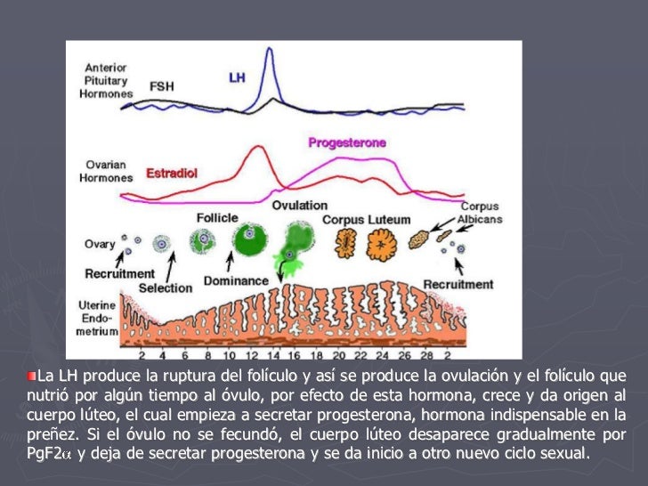 Ciclo estral de la vaca