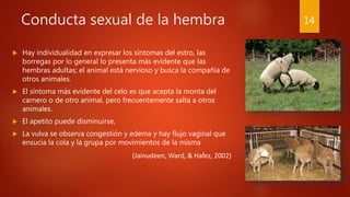 Ciclo estral en ovinos | PPTX