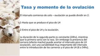 CICLO ESTRAL EN OVINOS, fisiologia de la reproduucion..pptx