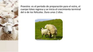 CICLO ESTRAL EN OVINOS, fisiologia de la reproduucion..pptx