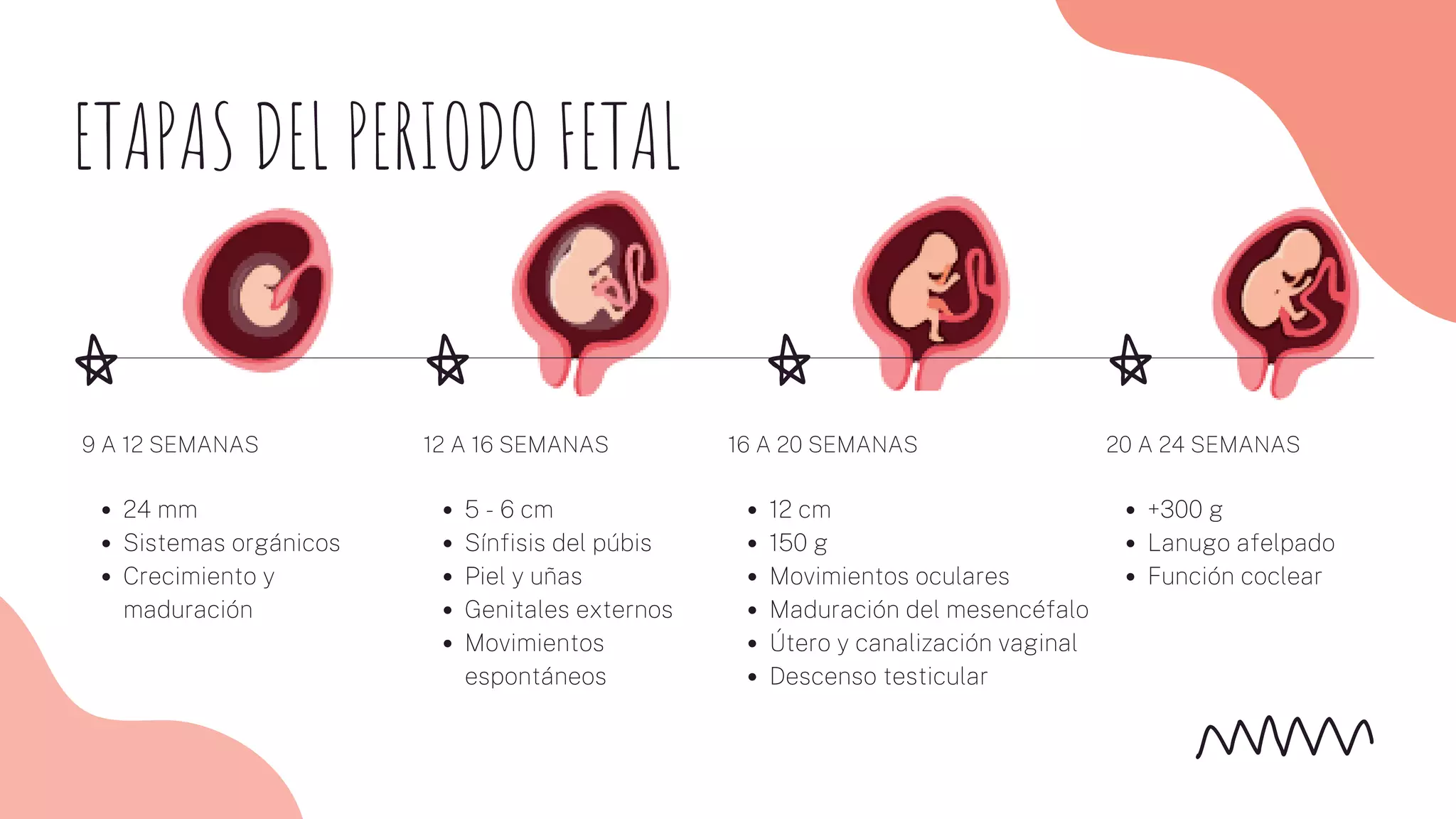 CICLO GESTACIONAL.pdf