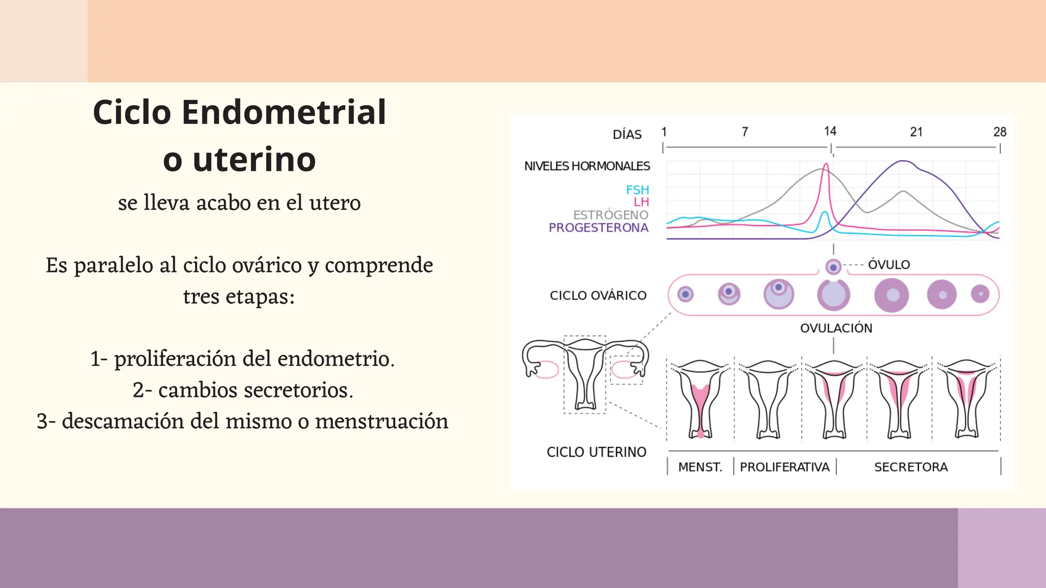 Ciclo menstrual de la mujer123.......pdf
