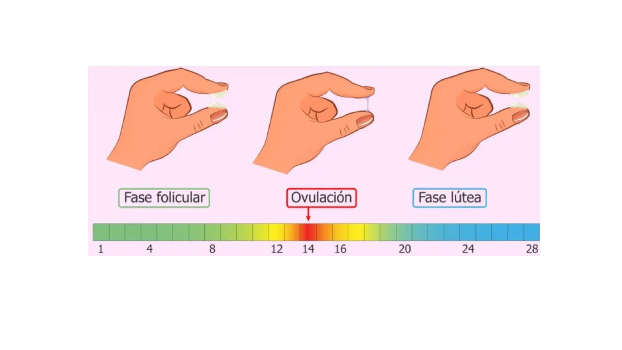 Ciclo menstrual-de la mujer con sus fases | PPTX