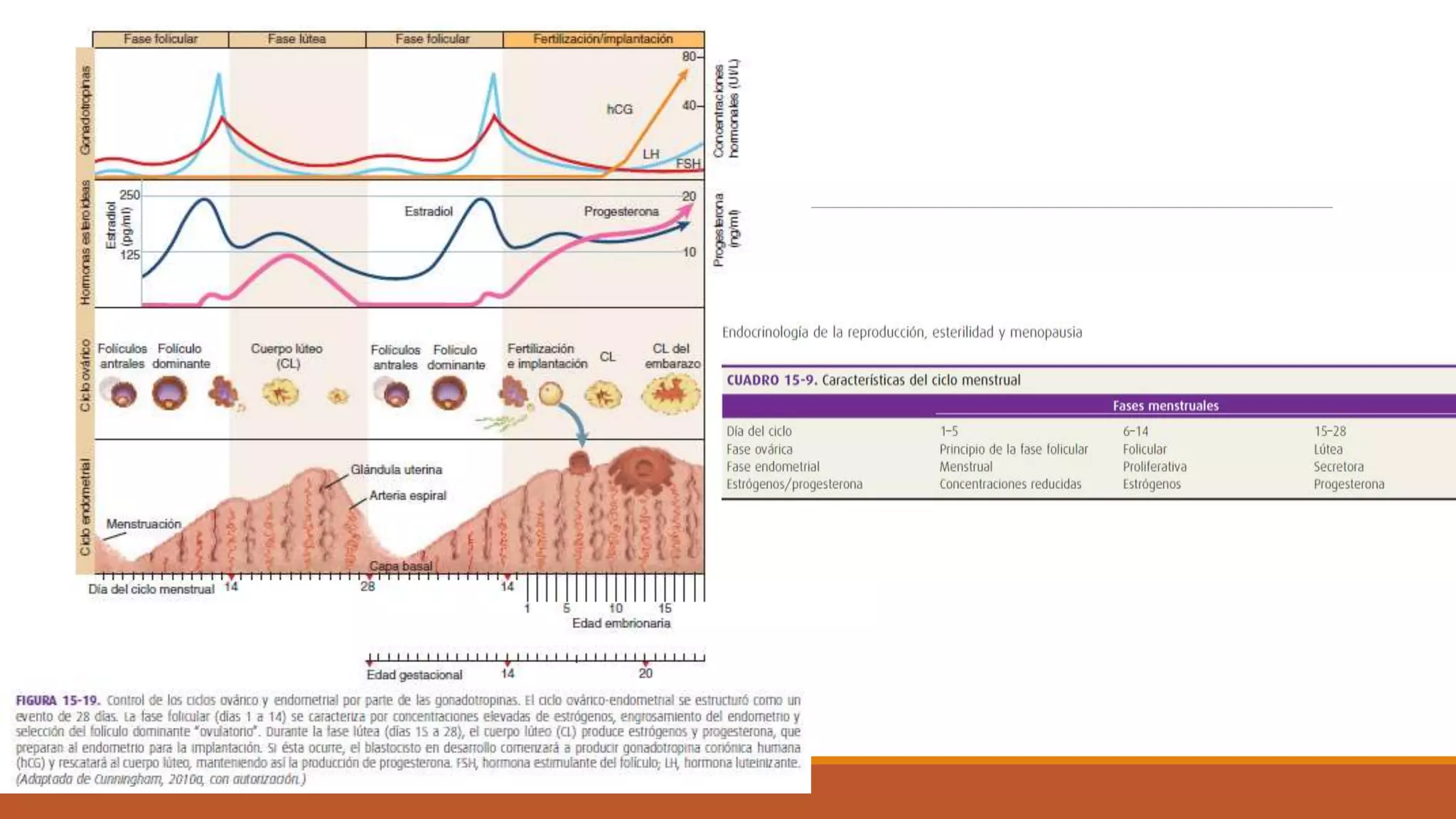Ciclo menstrual, cambios puberales y fertilidad | PPTX