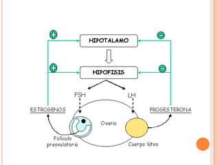 Ciclo menstrual de la mujer | PPTX