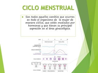 CICLO MENSTRUAL PRESENTACION (1).pptx