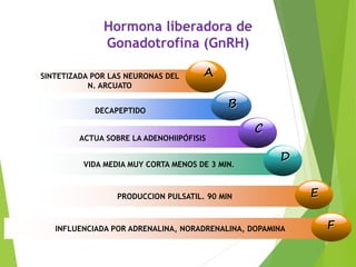 CICLO MENSTRUAL PRESENTACION (1).pptx