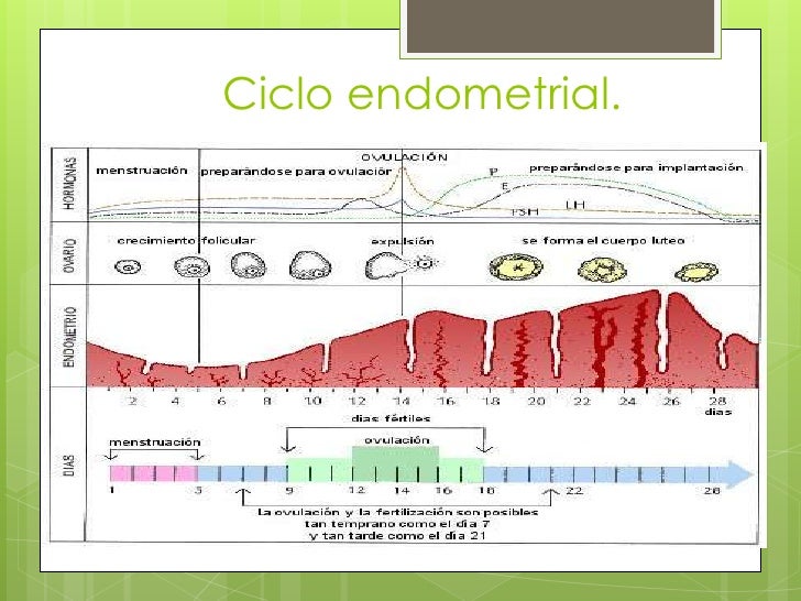 Ciclo ovarico