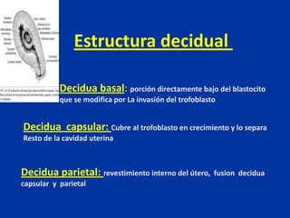 Ciclo ovarico | PPTX