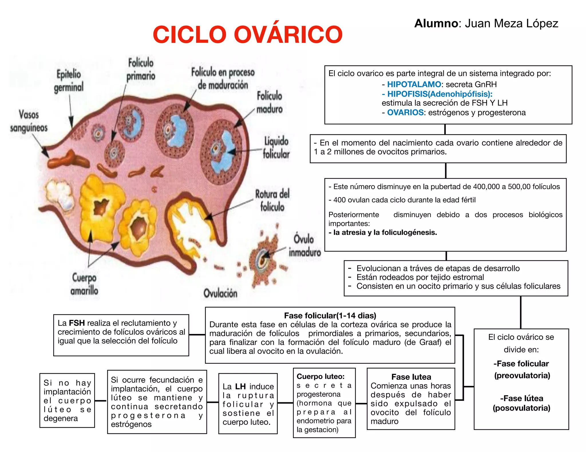 Ciclo ovarico | PDF