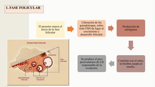 Fisiología del ciclo reproductivo de los mamíferos | PPTX