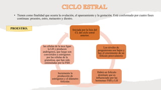 Fisiología del ciclo reproductivo de los mamíferos | PPTX