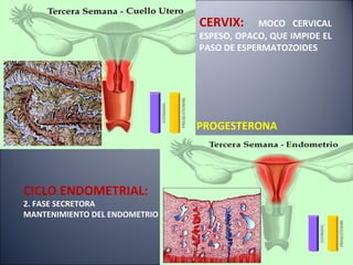 Ciclo ovarico, ovulación y desarrollo embriológico | PPT