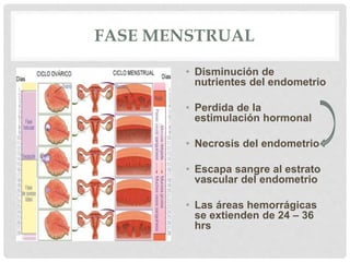 Ciclo ovarico y endometrial | PPTX