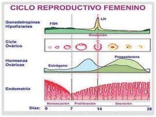 Ciclo ovarico y endometrial | PPTX