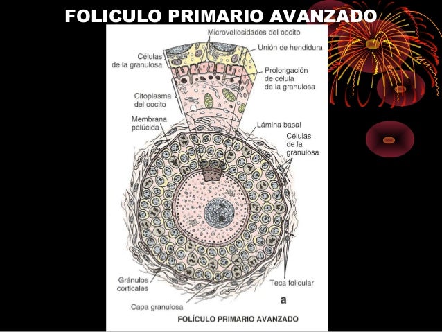 Ciclo ovarico y ovulacion