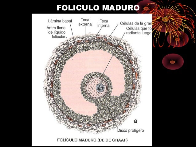 Ciclo ovarico y ovulacion