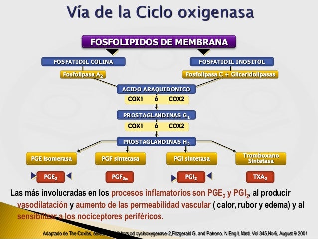 Ciclooxigenasa