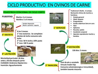 CICLO PRODUCTIVO EN OVINOS DE CARNE.pdf