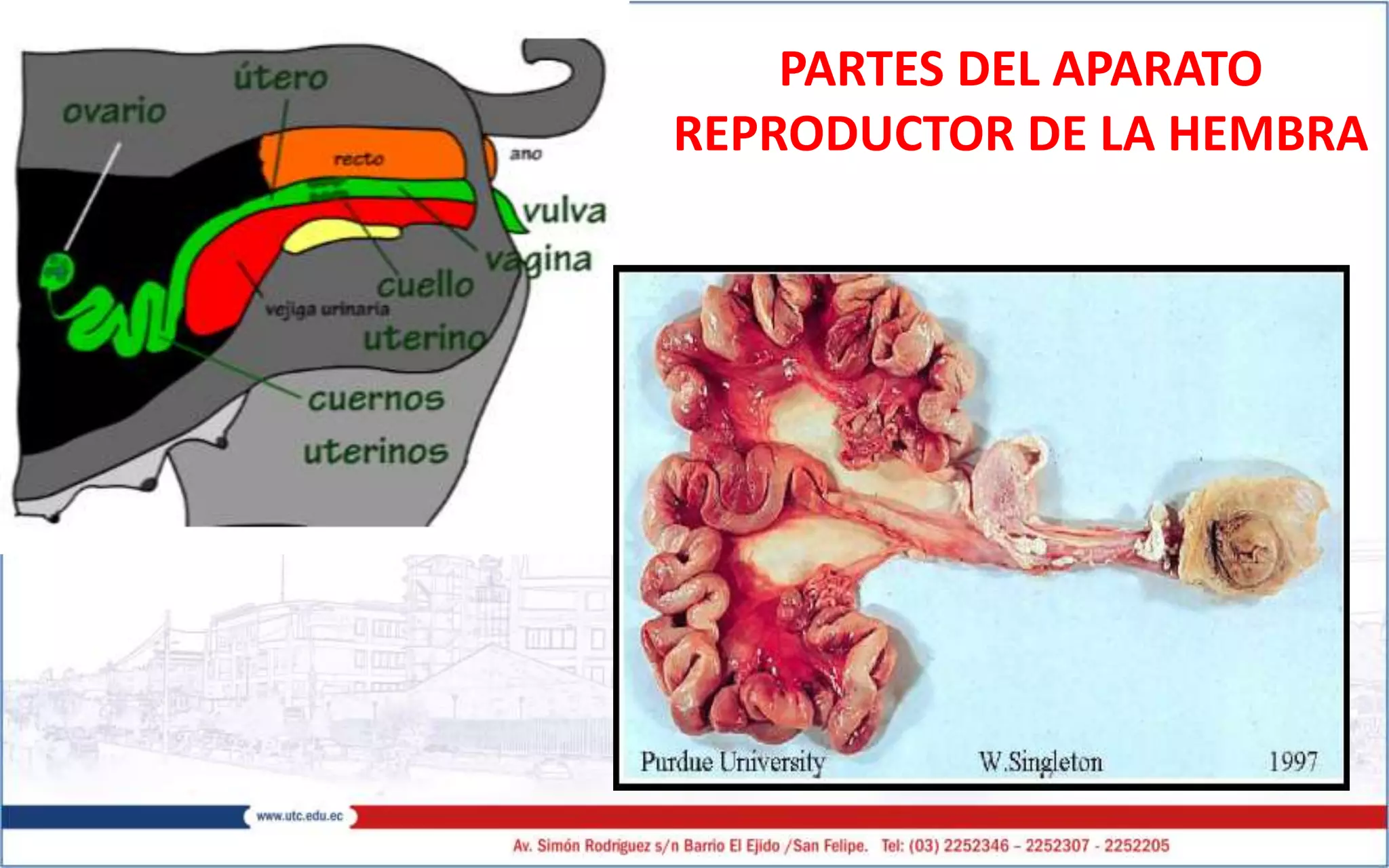 Ciclo reproductivo y ciclo estral de los cerdos | PPTX
