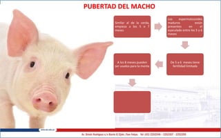 Ciclo reproductivo y ciclo estral de los cerdos | PPTX