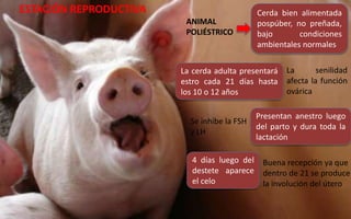 Ciclo reproductivo y ciclo estral de los cerdos | PPTX