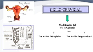CICLO REPRODUCTIVO ZKAG 2023.pptx.pdf