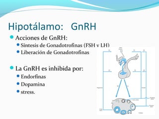 Ciclo Reproductor Femenino | PPT