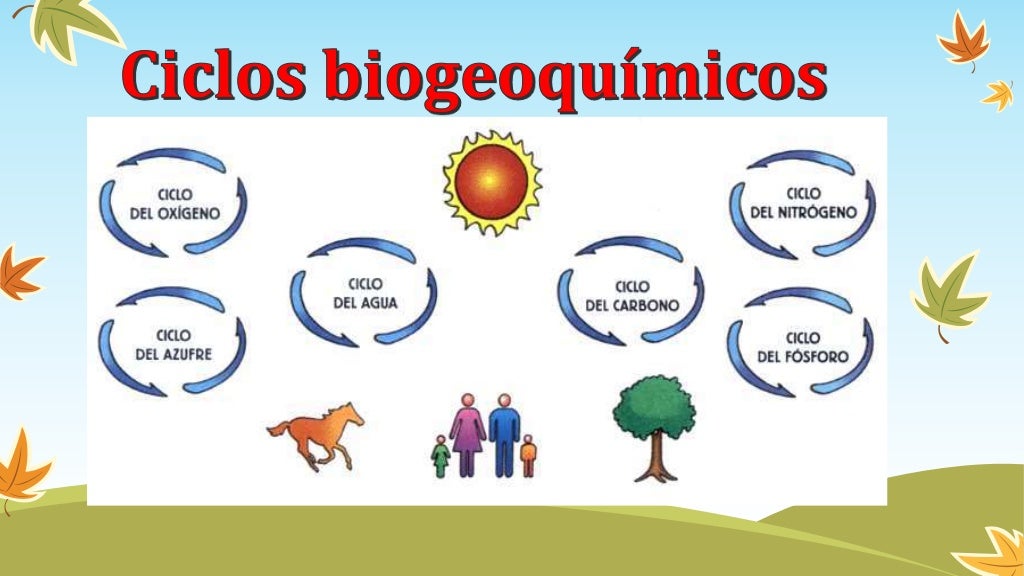 Ciclos biogeoquimicos