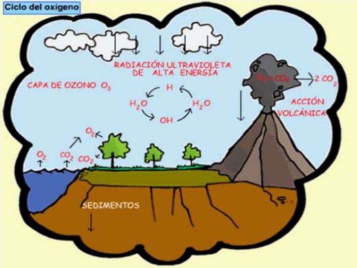 Ciclos biogeoquímicos