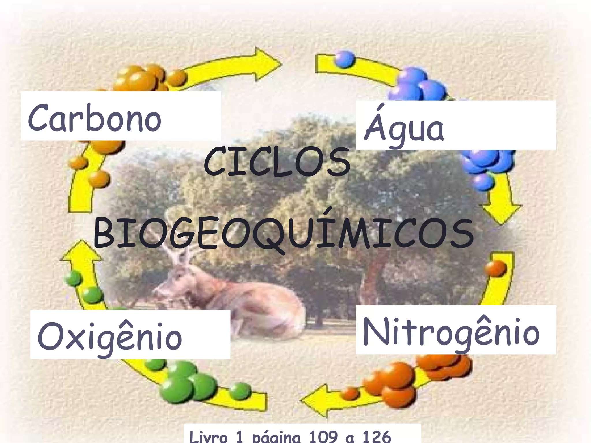 Ciclos biogeoquímicos | PPT | Science