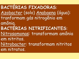 Ciclos biogeoquímicos- PROFESSORA MARIA INÊS | PPTX