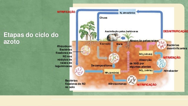 Ciclos biogeoquímicos da água, carbono, oxigénio e azoto