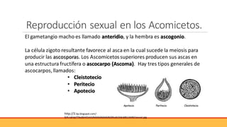Ciclos biológicos de hongos ascomicetes y basidiomicetes.pdf
