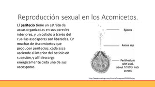 Ciclos biológicos de hongos ascomicetes y basidiomicetes.pdf
