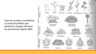 Ciclos biológicos de hongos ascomicetes y basidiomicetes.pdf