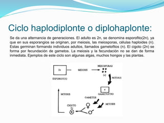 Ciclos biologicos | PPTX