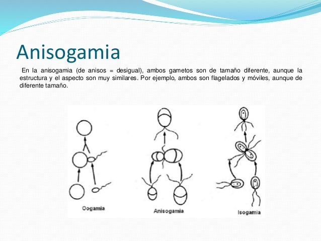 Anisogamia | Plantas rioMoros
