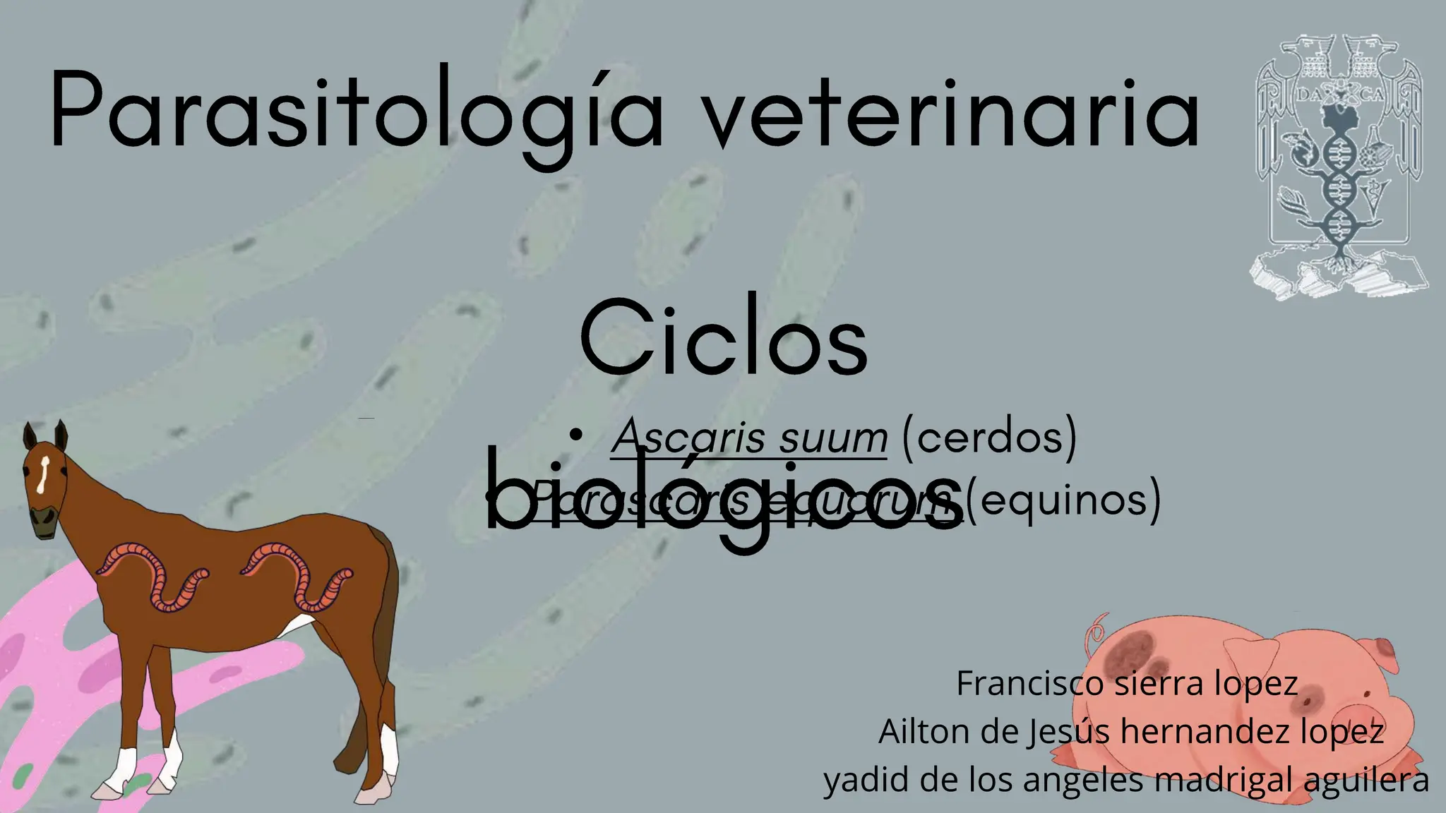 ciclos biologicos de parascaris equorum y ascaris suum | PPTX