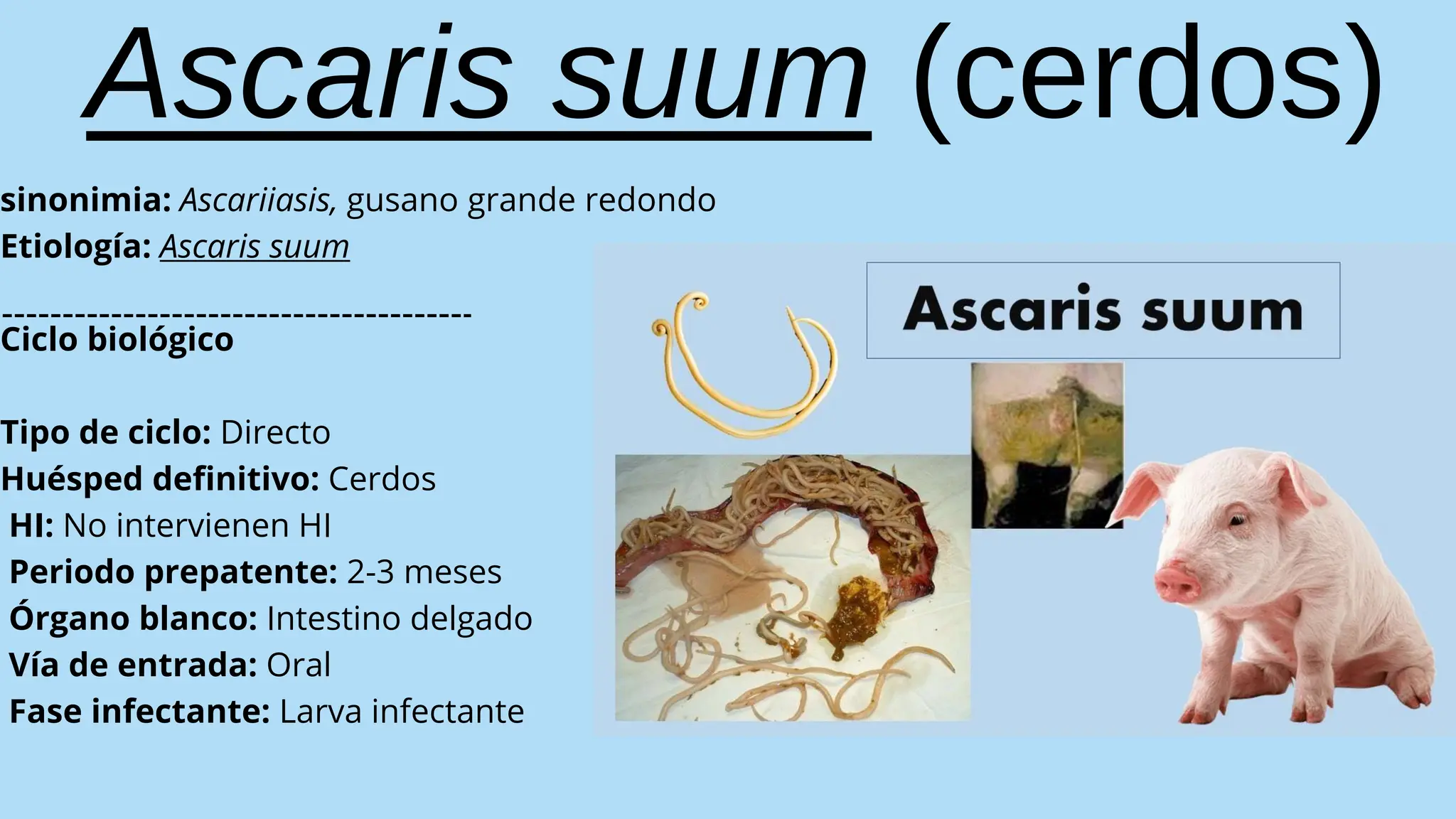ciclos biologicos de parascaris equorum y ascaris suum | PPTX