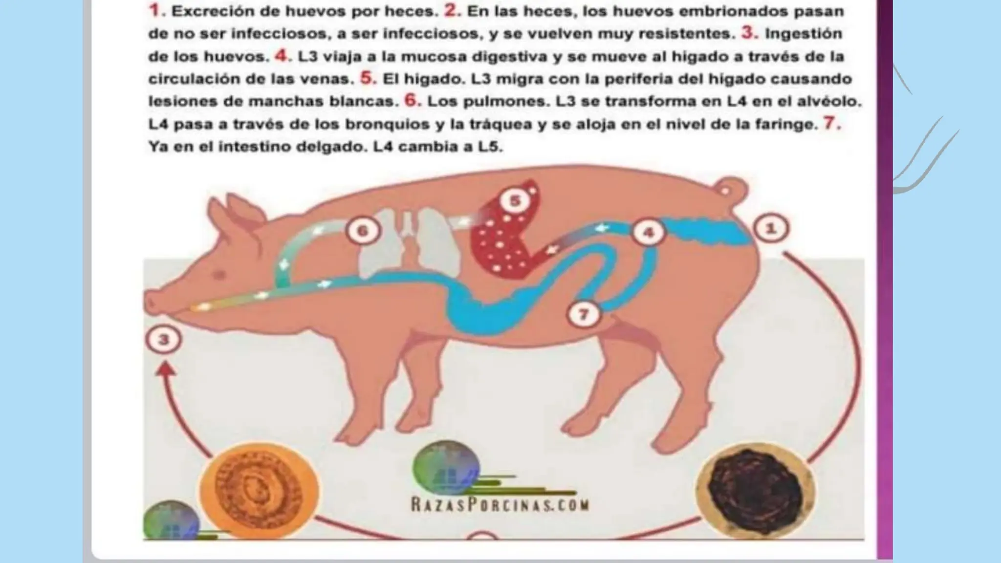 ciclos biologicos de parascaris equorum y ascaris suum | PPTX