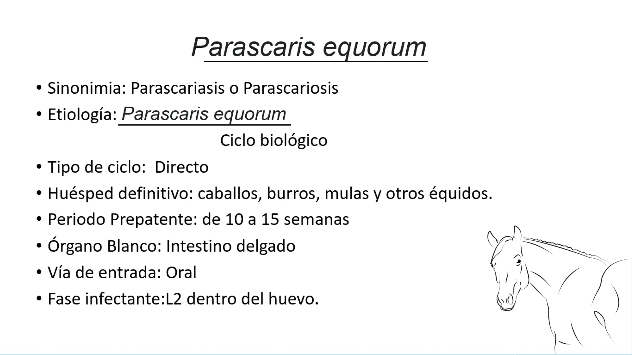ciclos biologicos de parascaris equorum y ascaris suum | PPTX