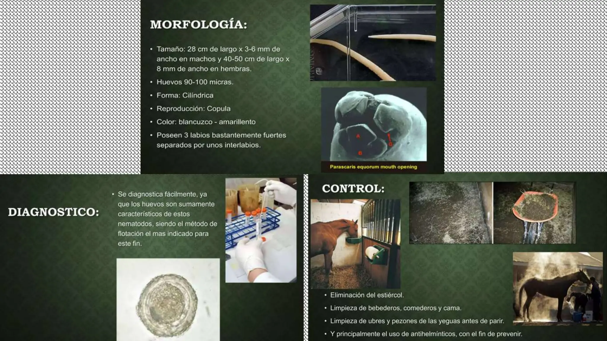 ciclos biologicos de parascaris equorum y ascaris suum | PPTX