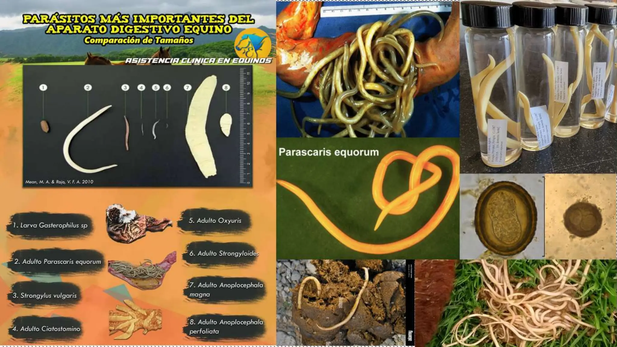 ciclos biologicos de parascaris equorum y ascaris suum | PPTX