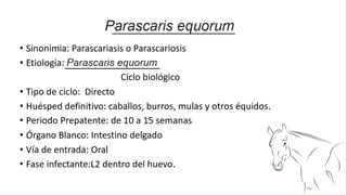 ciclos biologicos de parascaris equorum y ascaris suum | PPTX