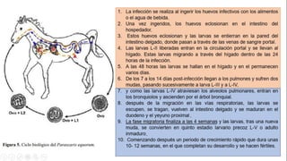 ciclos biologicos de parascaris equorum y ascaris suum | PPTX