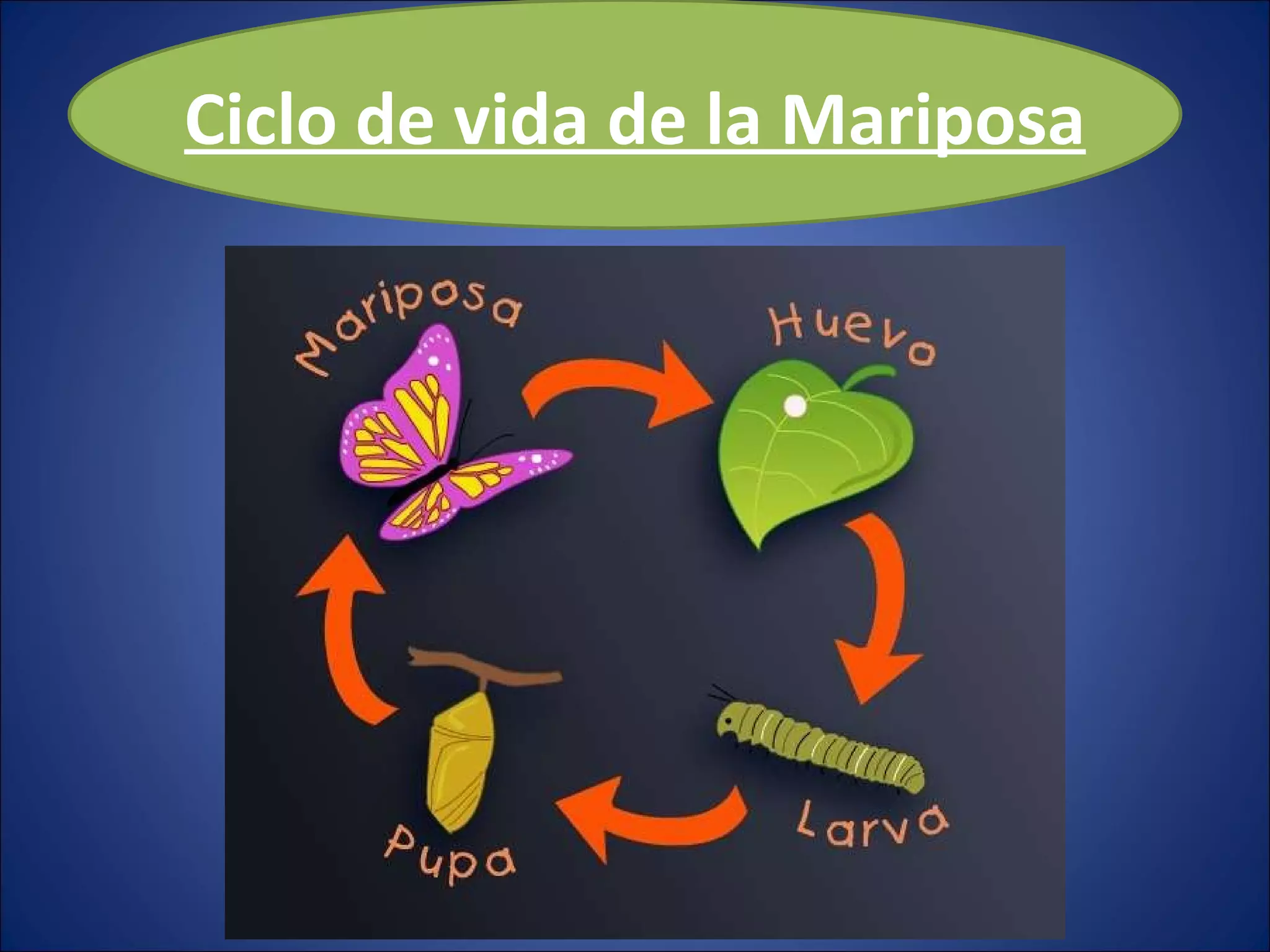 Ciclos de vida | PPT
